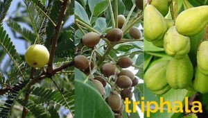 त्रिफला के फायदे, नुकसान, उपयोग विधि, बनाने का तरीका और प्राइस ...