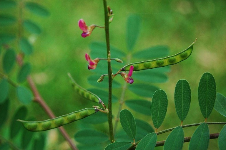 शरपुंखा के औषधीय उपयोग, फायदे और नुकसान | Sharpunkha Information and ...