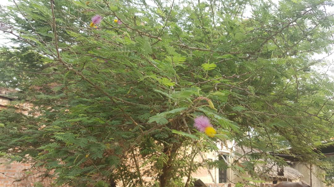 शमी (खेजड़ी) Shami Tree धार्मिक महत्व और औषधीय प्रयोग - Hindi स्वास्थ्य ...